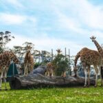 Sydney: Featherdale Wildlife Park Private Tour - The Pros and Cons