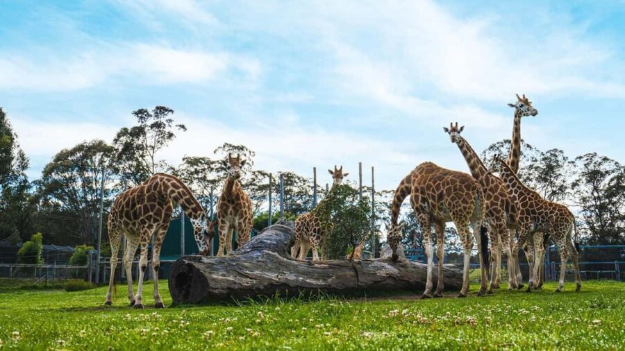 Sydney: Featherdale Wildlife Park Private Tour - The Pros and Cons