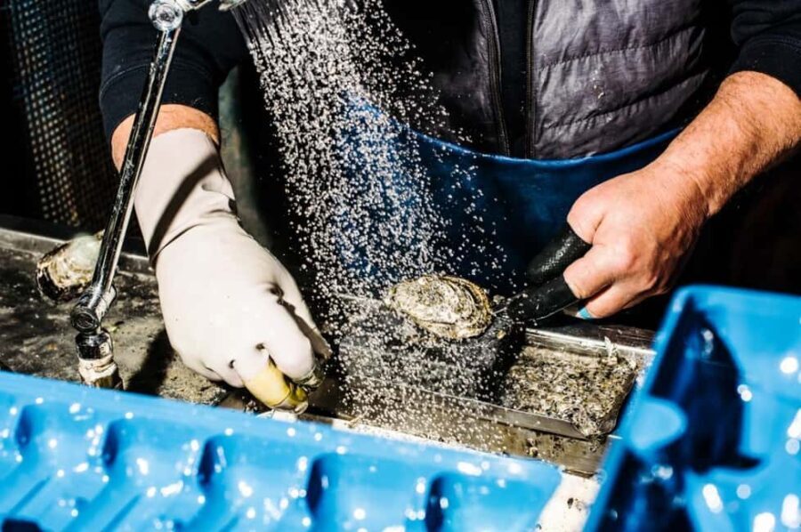 Sydney: Fish Market Food Tour - Practical Details: What You Need to Know