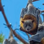 Sydney: Flying Fox Tour, Australia's Largest Bats - Considerations and Practical Tips