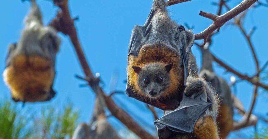 Sydney: Flying Fox Tour, Australia's Largest Bats - Considerations and Practical Tips