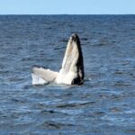 Sydney Harbour Tall Ship Whale & Sail - Whale Watching Cruise - A Closer Look at the Experience