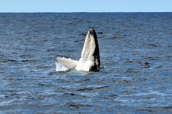 Sydney Harbour Tall Ship Whale & Sail - Whale Watching Cruise - A Closer Look at the Experience