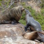 Sydney Kayak Seal Encounter Adventure with Gourmet Food - The Real Value in the Details