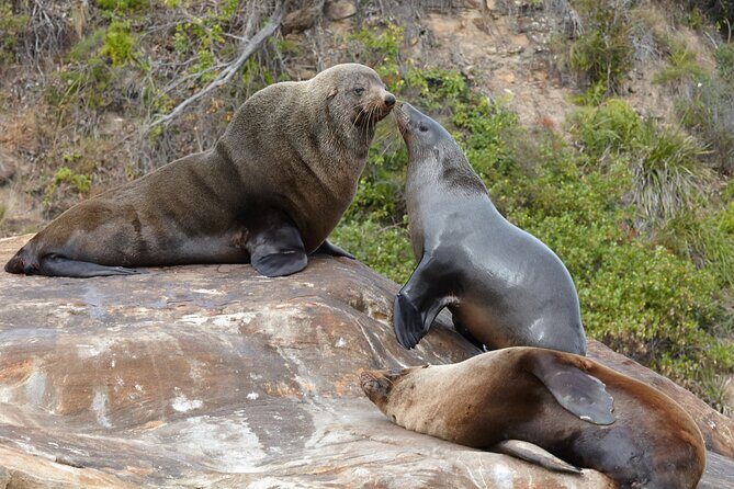 Sydney Kayak Seal Encounter Adventure with Gourmet Food - The Real Value in the Details