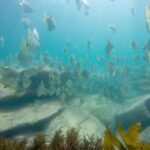 Sydney: Manly and Shelly Beach Snorkeling Tour - Authentic Experiences and Top Highlights