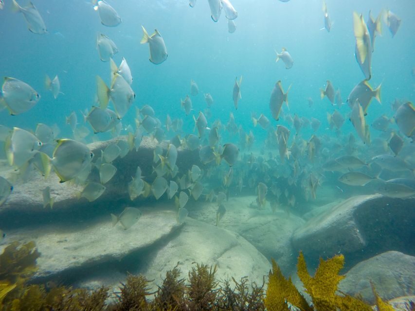 Sydney: Manly and Shelly Beach Snorkeling Tour - Authentic Experiences and Top Highlights
