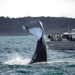 Sydney: Ocean Whale Watching Experience - Who Is This Tour Best For?