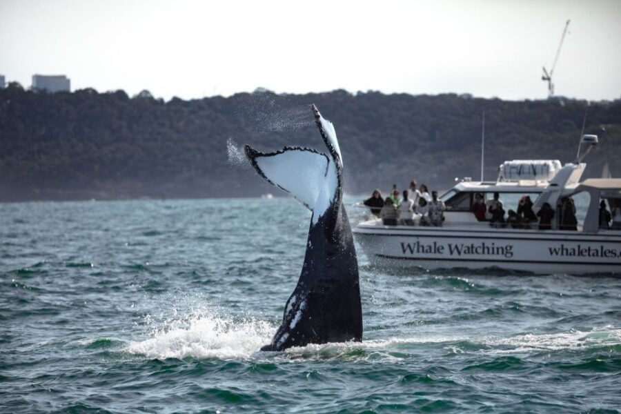 Sydney: Ocean Whale Watching Experience - Who Is This Tour Best For?