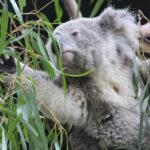 Sydney Opera House and Aussie Animals Private Tour - Authentic Experiences and Traveler Testimonials