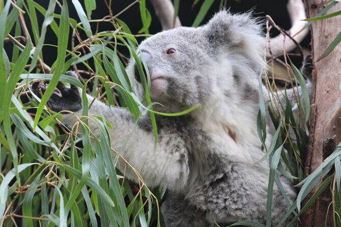 Sydney Opera House and Aussie Animals Private Tour - Authentic Experiences and Traveler Testimonials