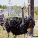 Sydney: Opera House & Featherdale Wildlife Park Tour - What’s Included and What’s Not