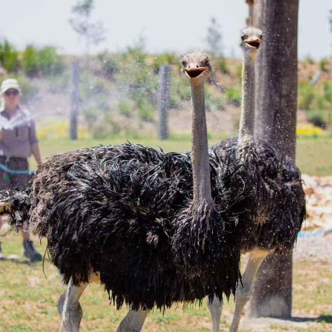 Sydney: Opera House & Featherdale Wildlife Park Tour - What’s Included and What’s Not