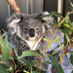 Sydney: Port Stephens Dolphin Cruise and Koalas - Mandarin - FAQs