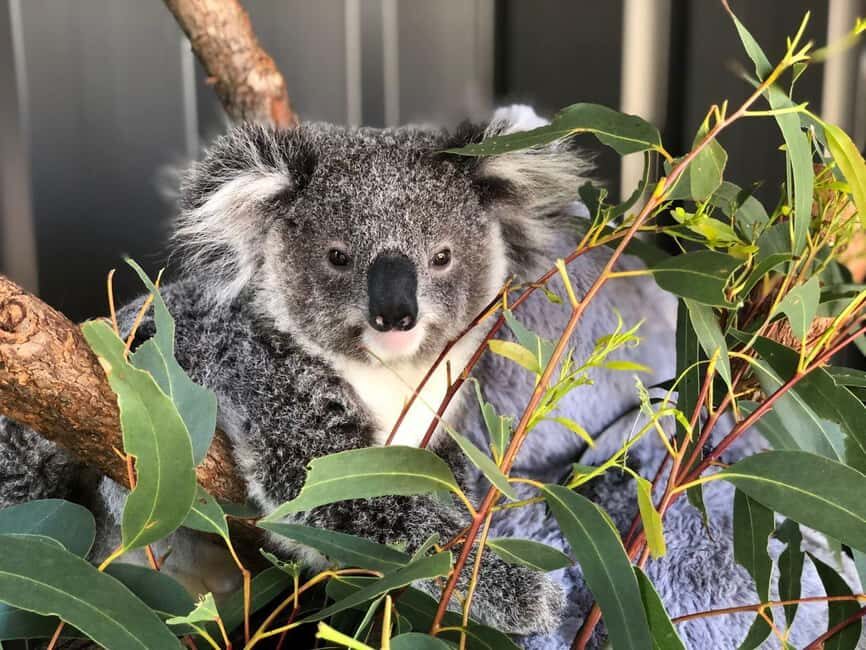 Sydney: Port Stephens Dolphin Cruise and Koalas - Mandarin - FAQs