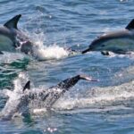 Sydney: Port Stephens Dolphin Cruise & Sandboarding Day Trip - Practical Details & Tips