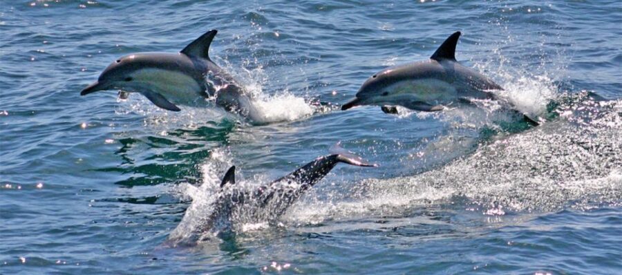 Sydney: Port Stephens Dolphin Cruise & Sandboarding Day Trip - Practical Details & Tips