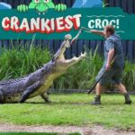 Sydney: Reptile Park and Avoca Beach Day Trip with Entry - A Detailed Breakdown of the Itinerary