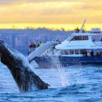 Sydney: Scenic Whale Watching Cruise - Whales Guaranteed - Practical Tips for Travelers