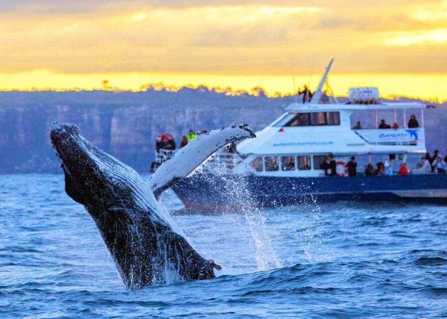 Sydney: Scenic Whale Watching Cruise - Whales Guaranteed - Practical Tips for Travelers