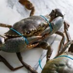 Sydney: Singapore Chilli Mud Crab Cooking Class - The Value of the Class