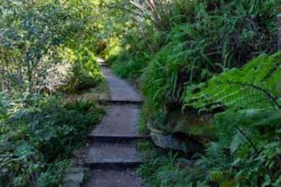 Sydney: Taronga to Balmoral hike with Picnic and painting - What’s Included & Practical Aspects