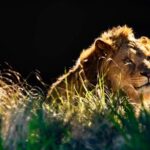 Sydney Taronga Zoo General Entry Ticket - How to Make the Most of Your Visit