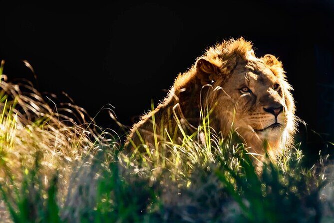 Sydney Taronga Zoo General Entry Ticket - How to Make the Most of Your Visit