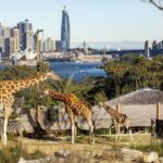Sydney: Taronga Zoo Ticket with Return Ferry - Who Should Consider This Experience?