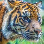 Sydney: Taronga Zoo Tickets - What to Expect Inside the Zoo