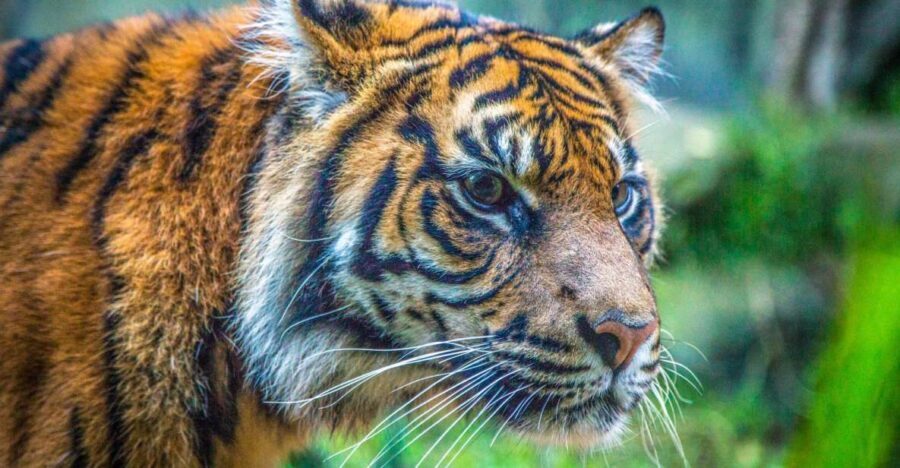 Sydney: Taronga Zoo Tickets - What to Expect Inside the Zoo