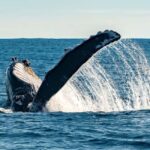 Sydney; Whale Watching - Reviews and Real-Life Experiences