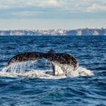 Sydney: Whale Watching Adventure Cruise - The Value for Money