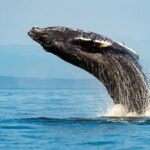 Sydney Whale Watching Adventure Cruise - A Few Things to Keep in Mind