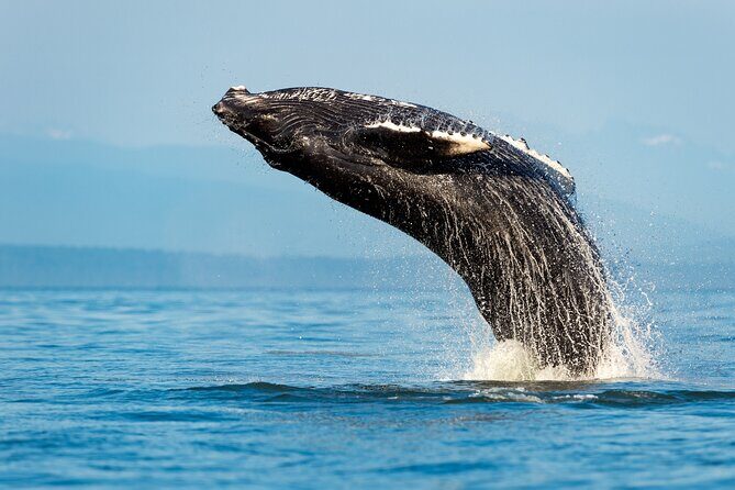 Sydney Whale Watching Adventure Cruise - A Few Things to Keep in Mind