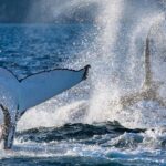 Sydney: Whale Watching Adventure Cruise - Whales Guaranteed! - Key Points