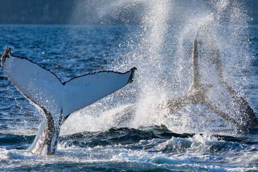 Sydney: Whale Watching Adventure Cruise - Whales Guaranteed! - Key Points