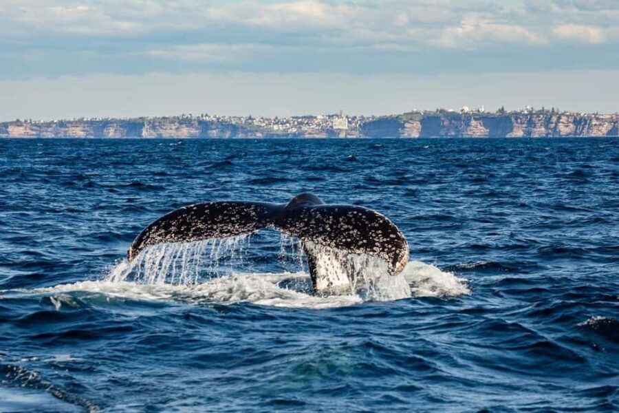 Sydney: Whale Watching Adventure Cruise - The Value for Money