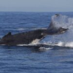 Sydney Whale Watching and Sightseeing Sailing Private Tour - Who Would Love This Tour?