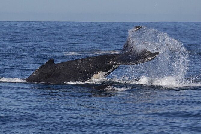 Sydney Whale Watching and Sightseeing Sailing Private Tour - Who Would Love This Tour?