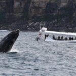 Sydney Whale-Watching by Speed Boat - The Verdict: Who Should Book This?