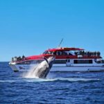 Sydney: Whale Watching Cruise and Taronga Zoo Package - Key Points