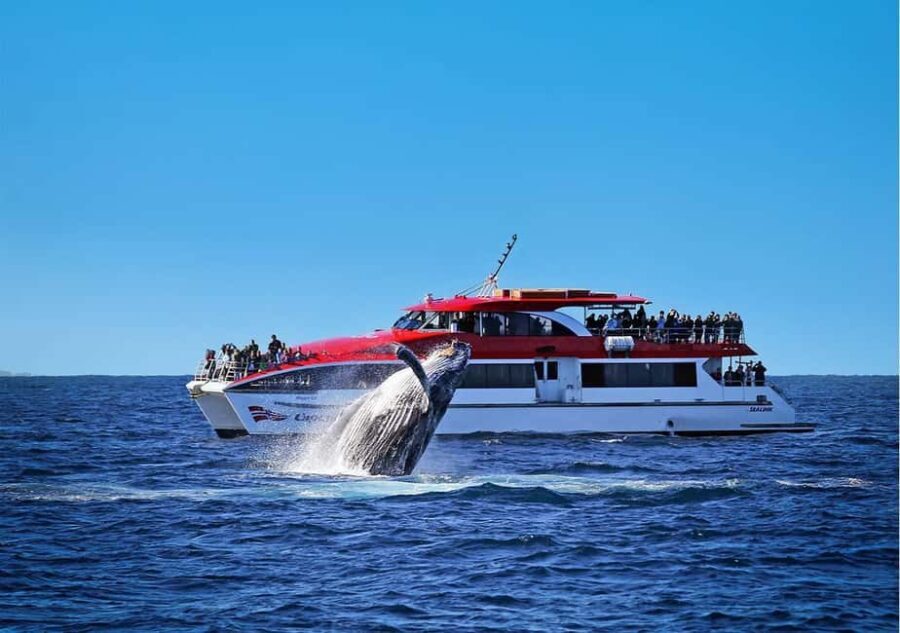 Sydney: Whale Watching Cruise and Taronga Zoo Package - Key Points