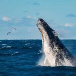 Sydney Whale Watching Cruise with Breakfast or Lunch - In-Depth Look at the Experience