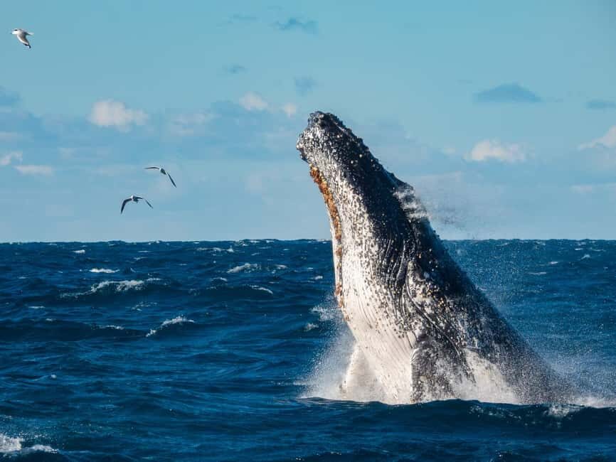 Sydney Whale Watching Cruise with Breakfast or Lunch - In-Depth Look at the Experience
