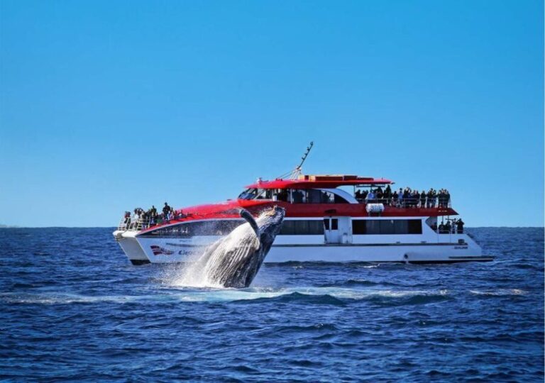 Sydney: Whale Watching & Hop On Hop Off Cruise Package - The Itinerary Breakdown