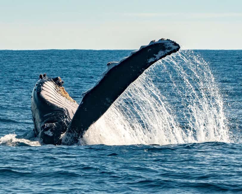 Sydney; Whale Watching - Reviews and Real-Life Experiences