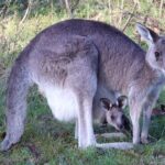 Sydney Wild Kangaroos and a Cruise: A Private Wildlife Adventure - Transport & Group Size