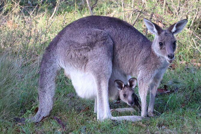 Sydney Wild Kangaroos and a Cruise: A Private Wildlife Adventure - Transport & Group Size