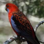 Sydney Wildlife Safari - Frequently Asked Questions